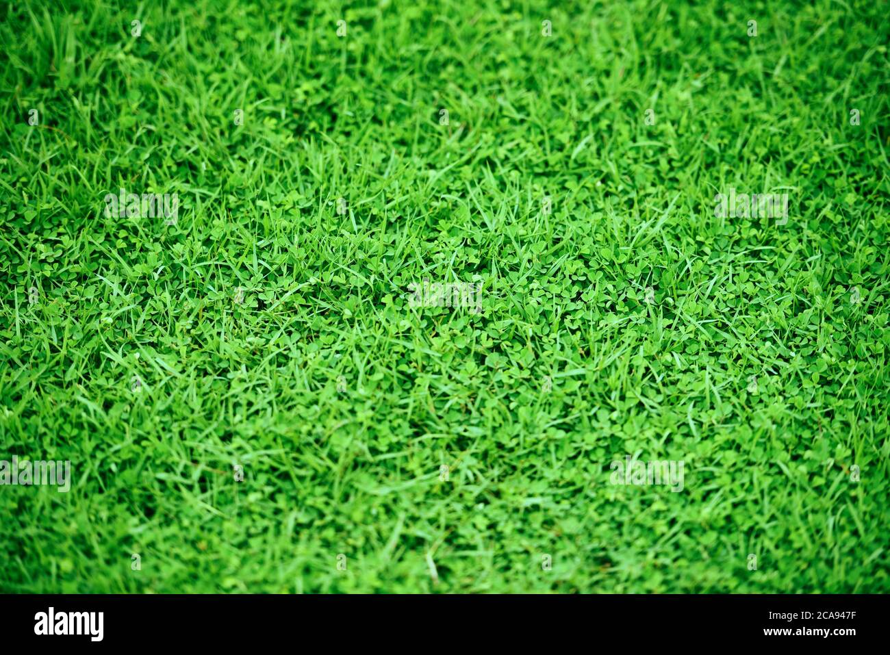 Green grass texture background Top view / grass background lawn pattern ...