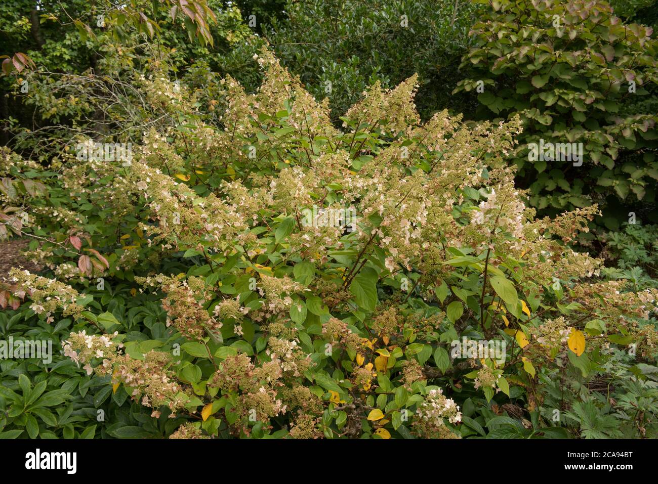 Hydrangea paniculata kyushu hi-res stock photography and images - Alamy