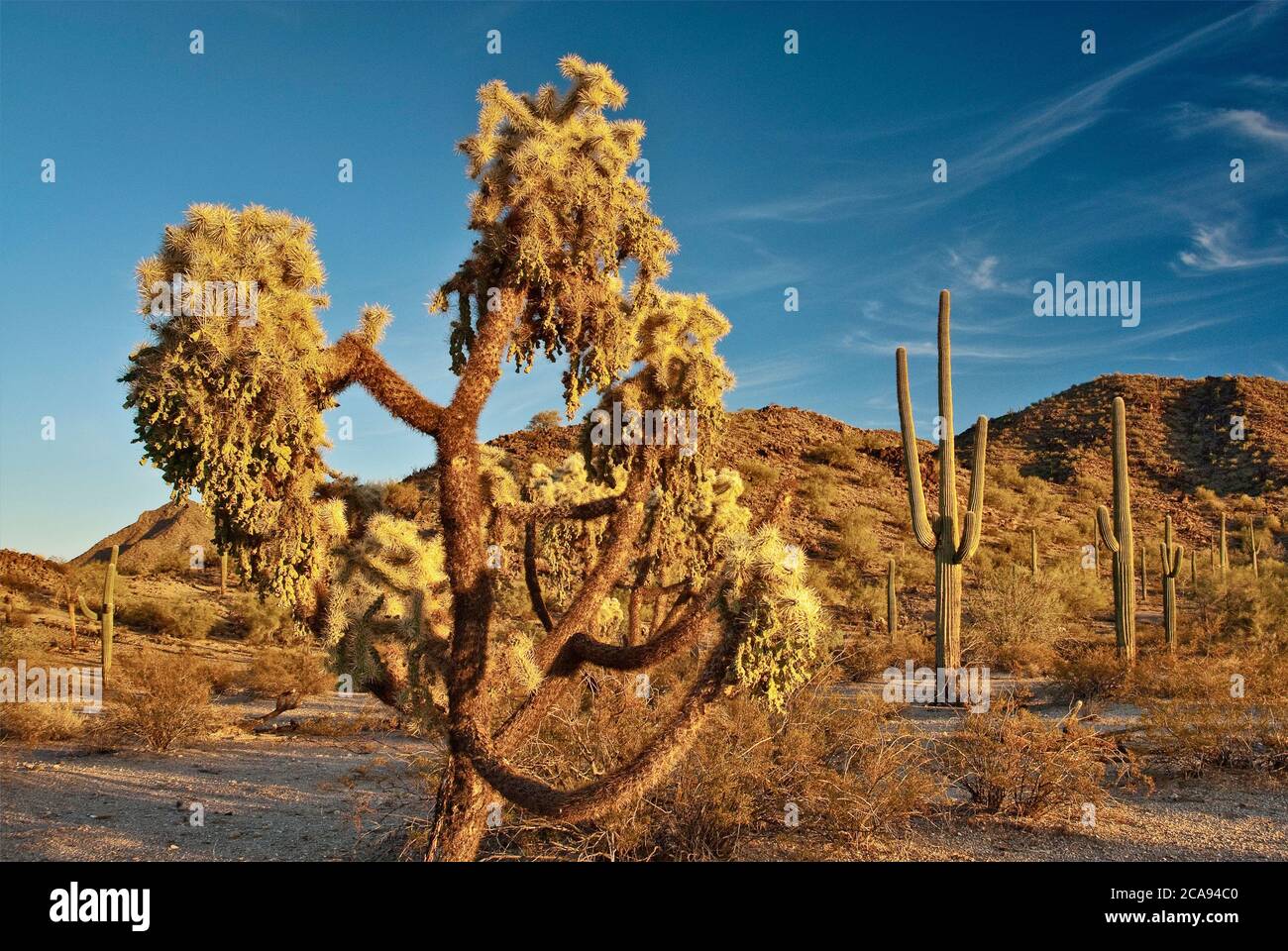 Chain fruit cholla cactus and saguaros at sunset in South Maricopa ...