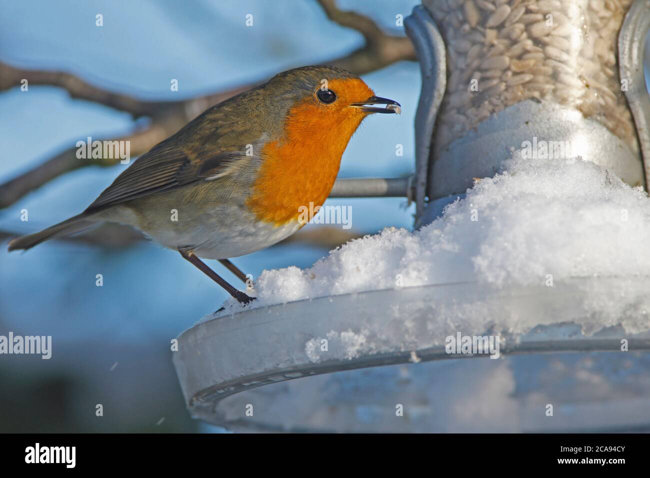 Robin feeding hi-res stock photography and images - Alamy