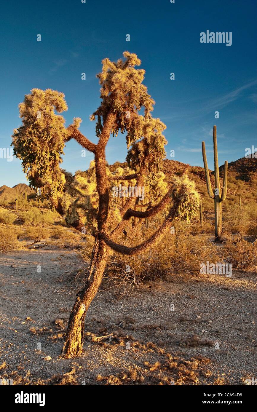 Chain fruit cholla cactus and saguaros at sunset in South Maricopa ...