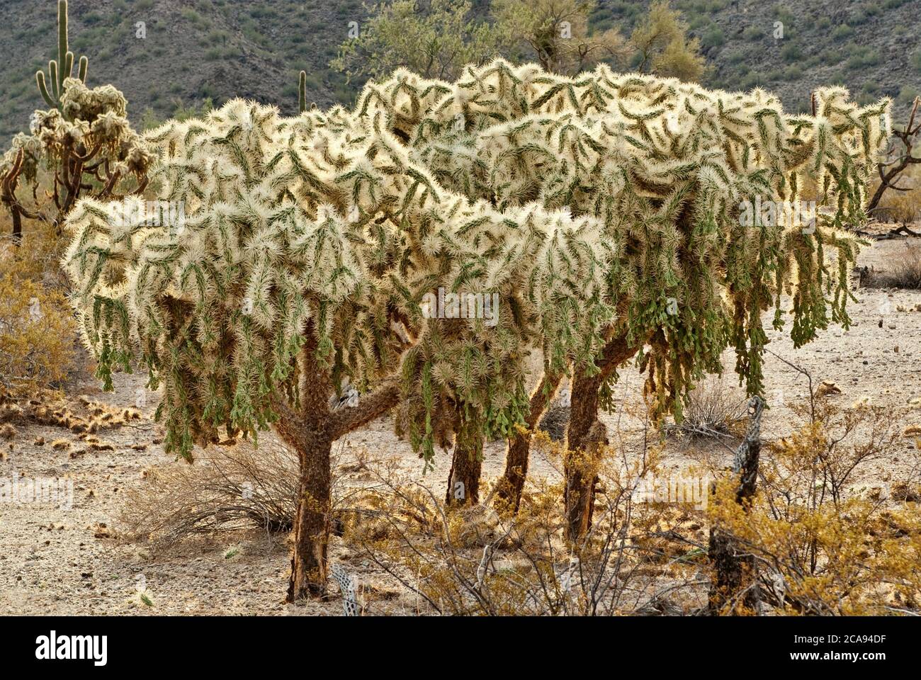 Chain fruit chollas in South Maricopa Mountains Wilderness at Sonoran ...