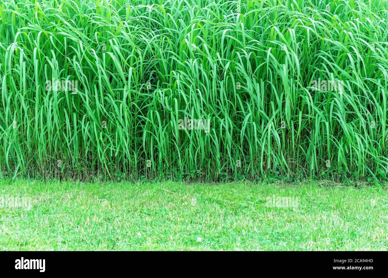 High green grass in the summer garden Stock Photo - Alamy