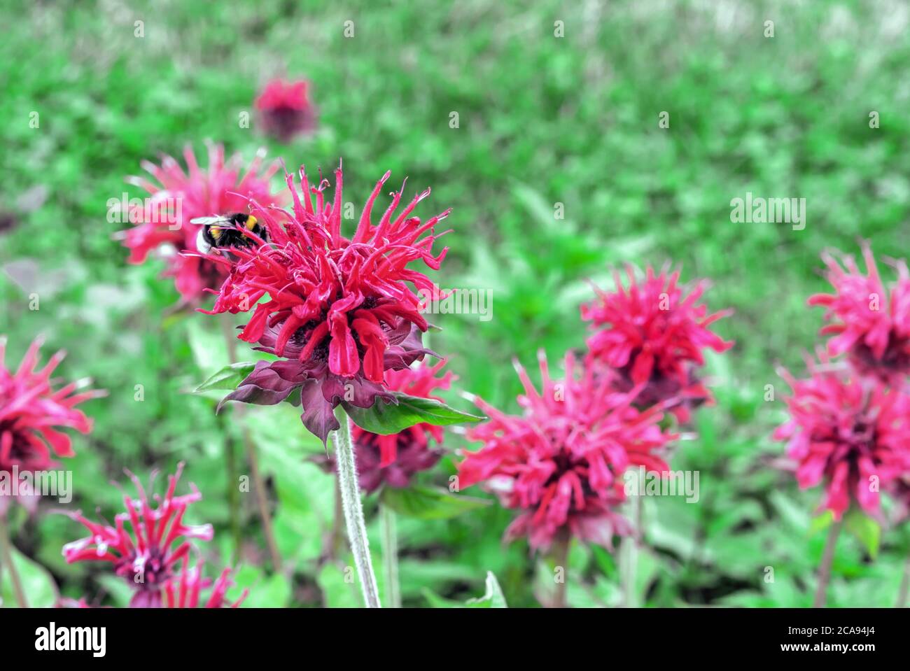 Red Monarda, bee balm or bergamot in the summer garden Stock Photo - Alamy