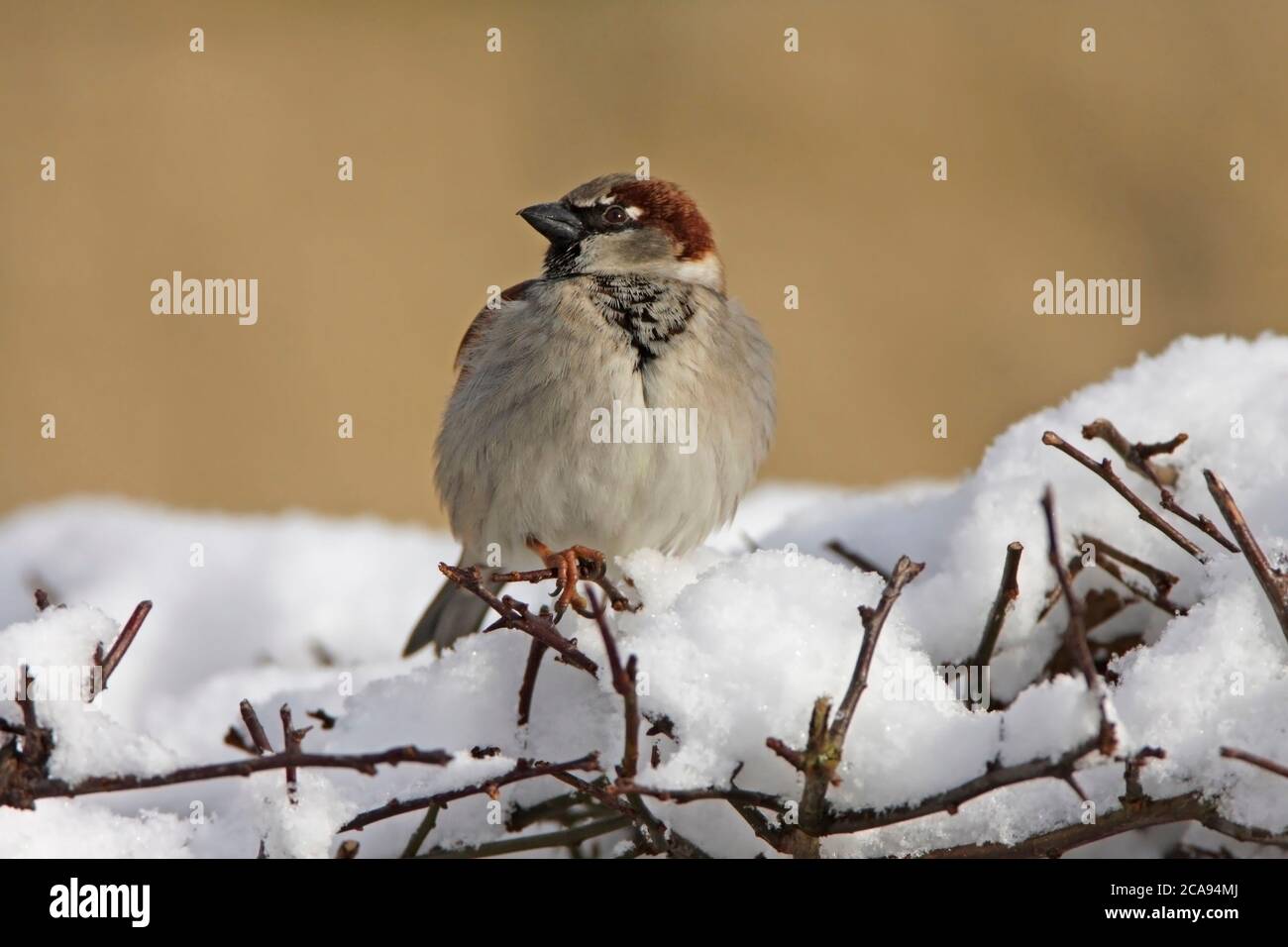 Bird fluffing feathers hi-res stock photography and images - Alamy