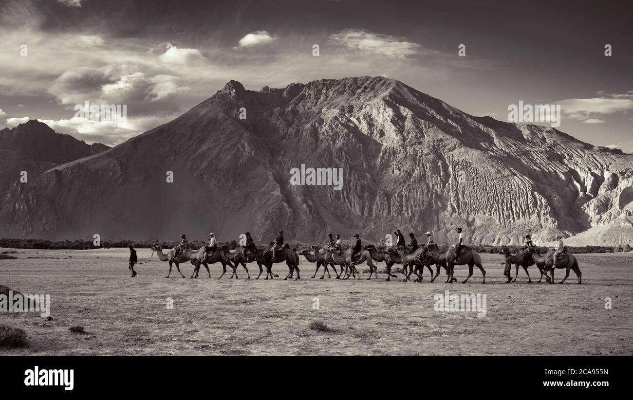 Tourists enjoying camel ride in the Nubra Valley in Ladakh region of ...