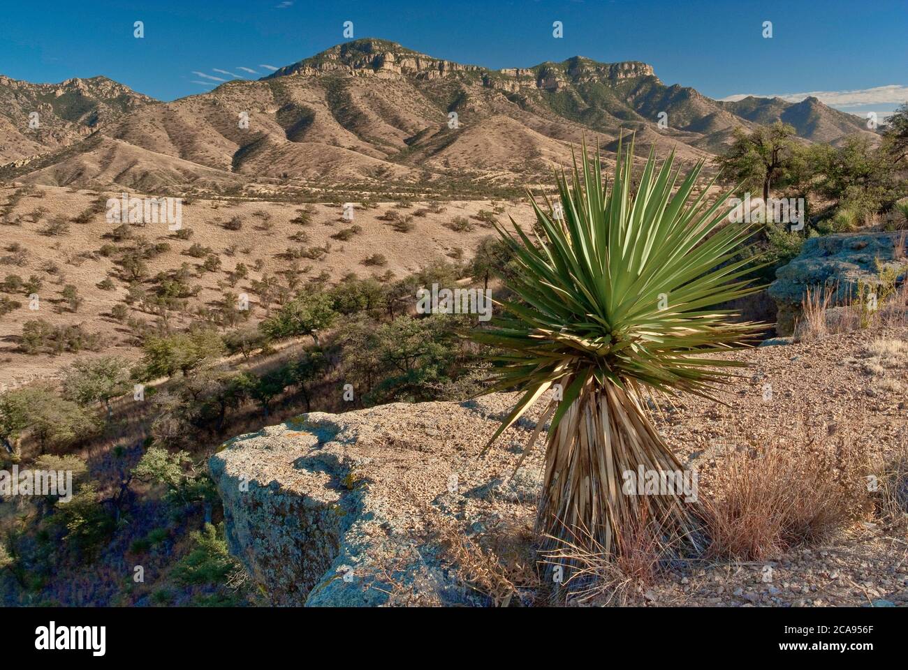 Atascosa Mountains at Sonoran Desert, agave, seen from Ruby Road near ...
