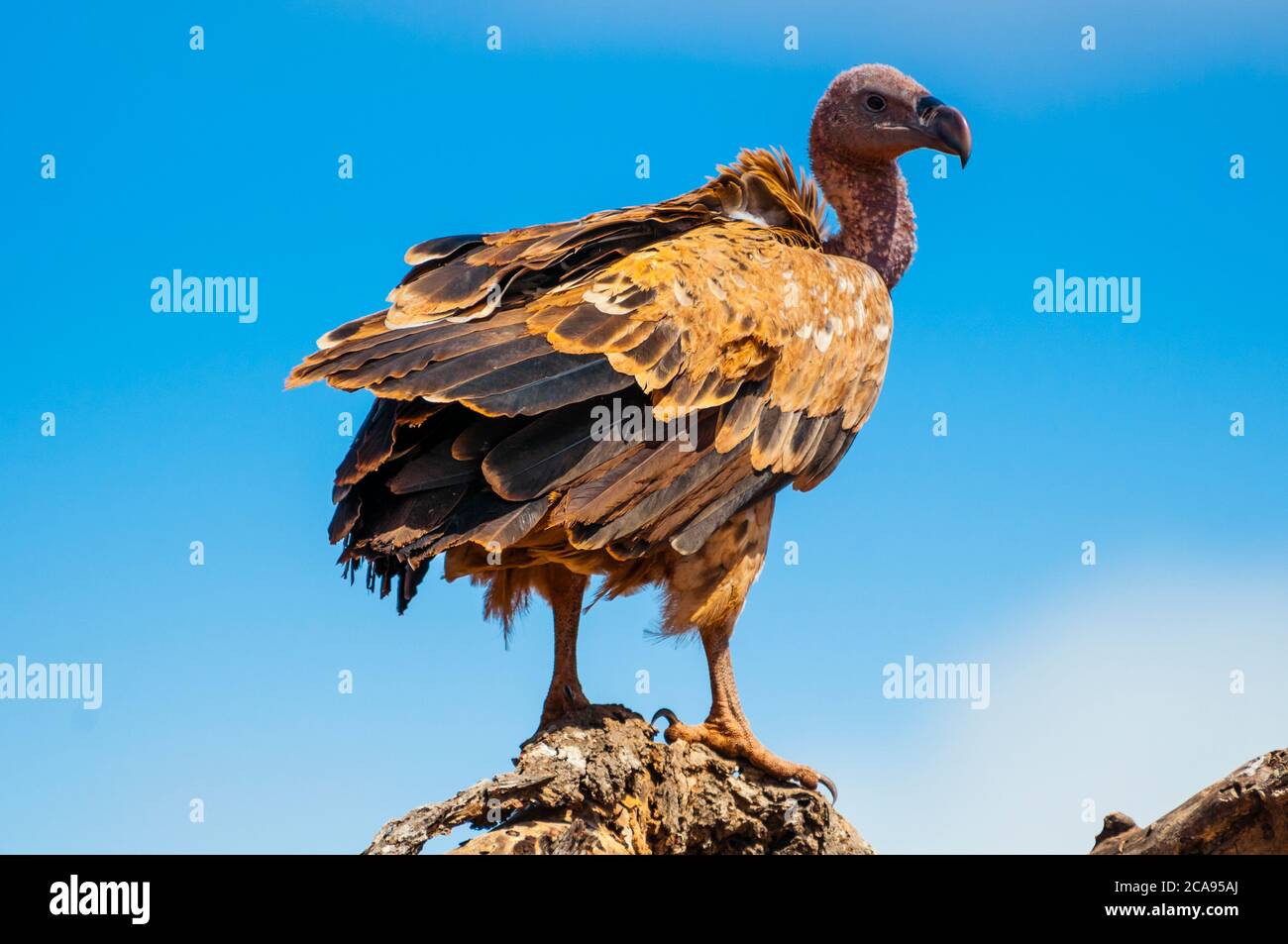 Rüppell’s vulture kenya hi-res stock photography and images - Alamy