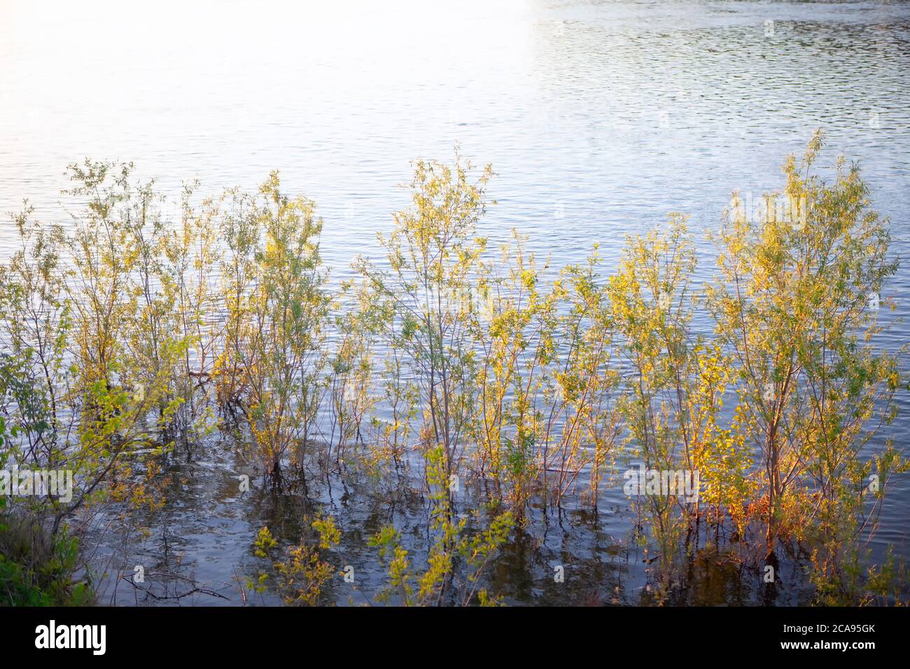 Waterlogged trees hi-res stock photography and images - Alamy