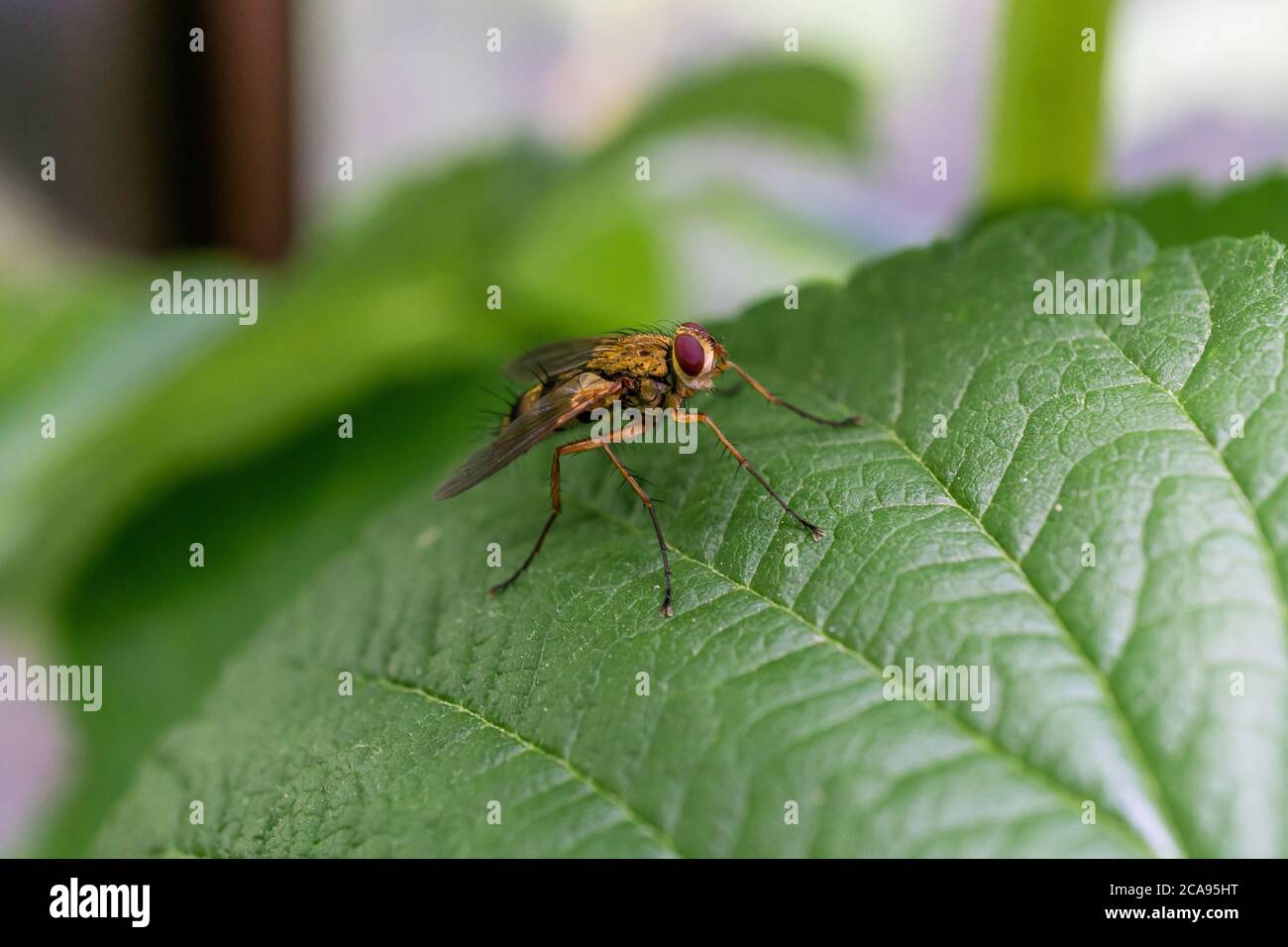 Sharp and detailed macro shot of unknown small insect on the apple tree ...