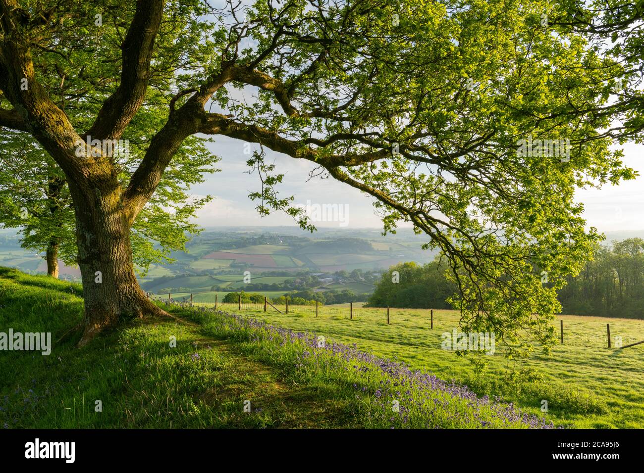 Oak tree growing above bluebells flowering on the ramparts of Cadbury ...
