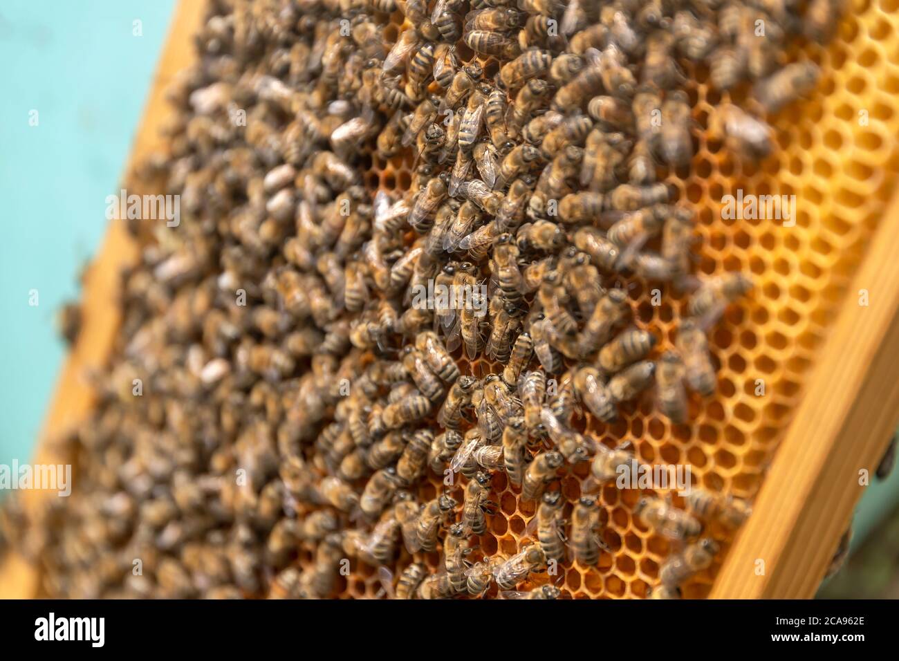 Close up view of the working bees on the honeycomb with sweet honey ...