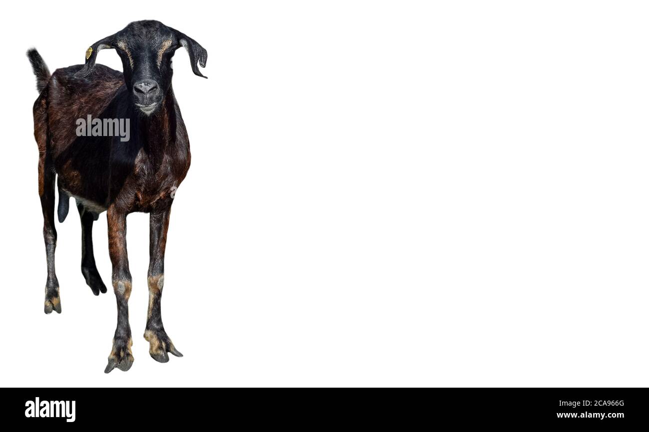 Black Goat with long ears isolated on white background. Goat with long ...