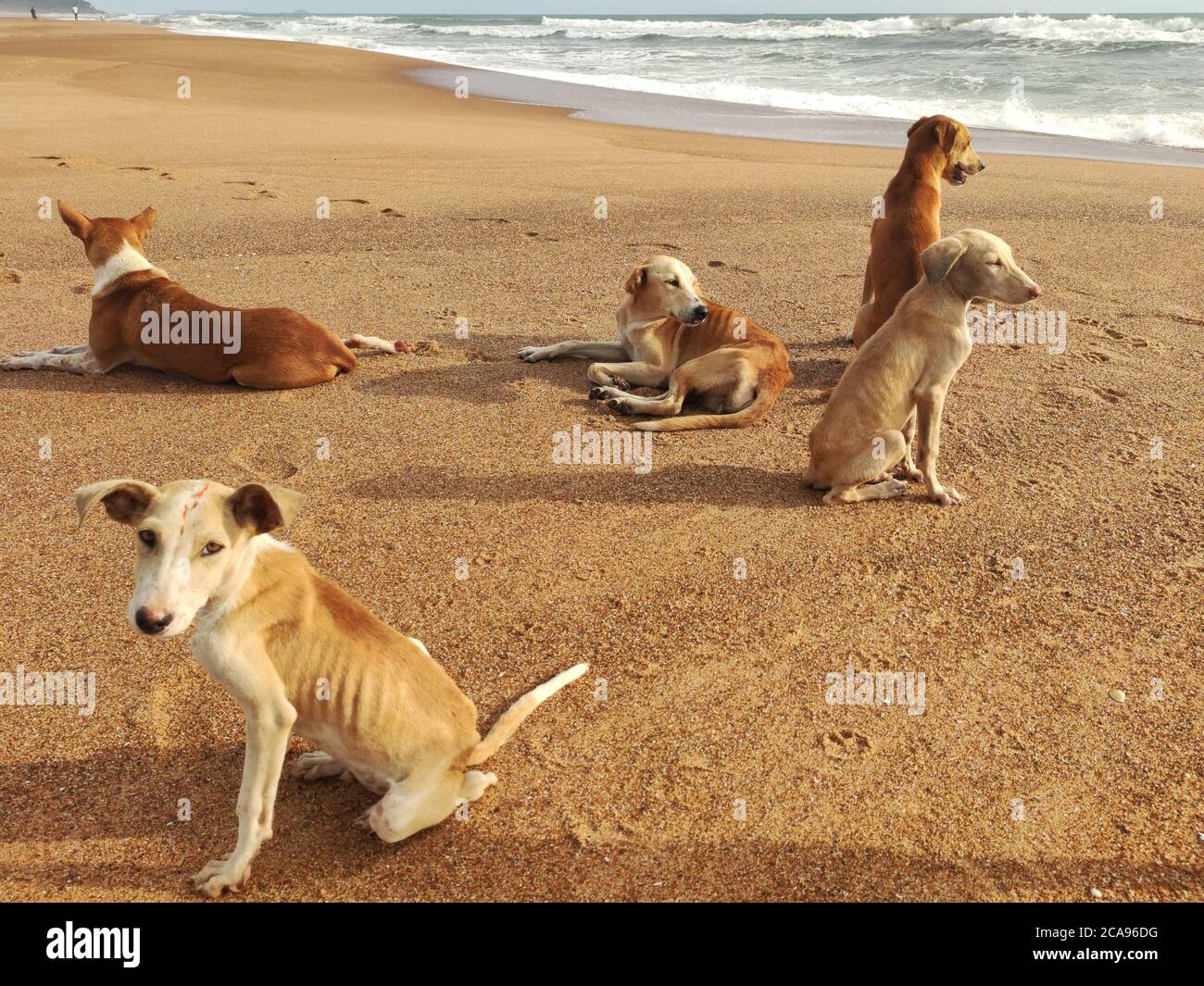Hungry dogs on a beach Stock Photo - Alamy