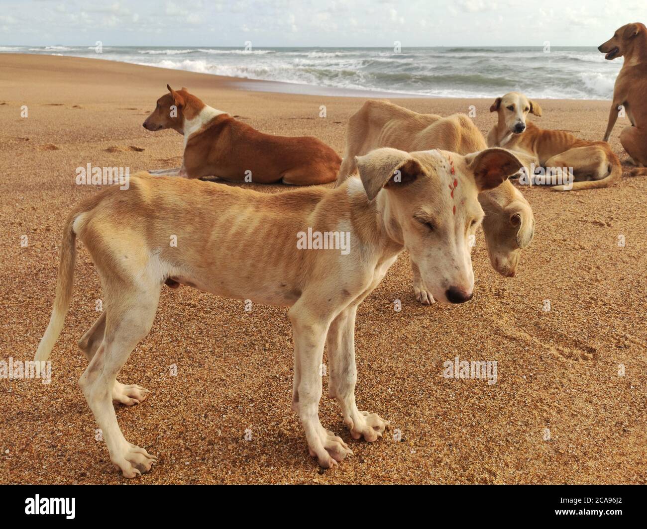 Starving dogs on a tropical beach hi-res stock photography and images ...
