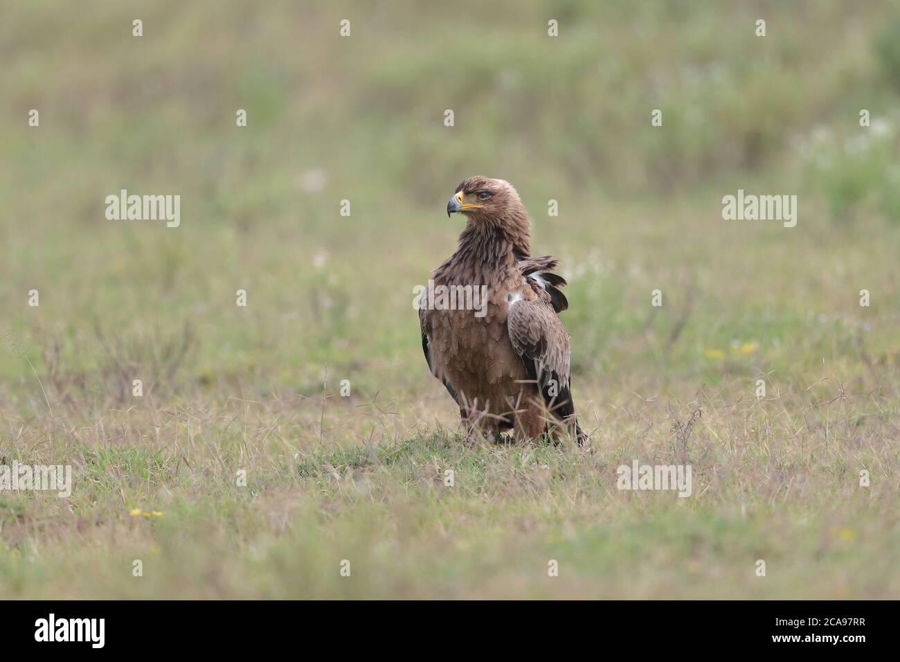 Feathered legs hi-res stock photography and images - Alamy