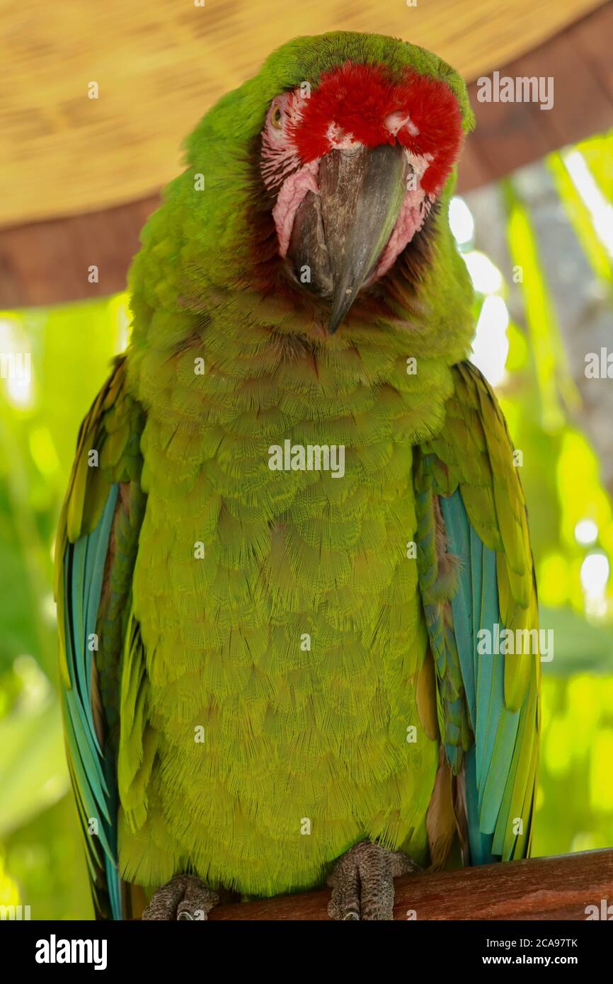 The Great Green Macaw, Ara ambiguus, also known as Buffon's Macaw or ...