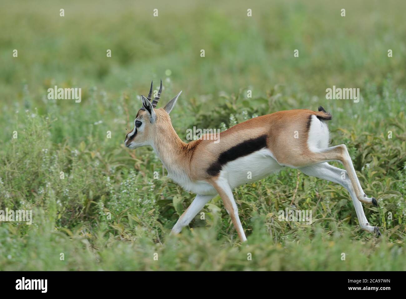 Thomson's gazelle is one of the best-known gazelles. It is named after ...