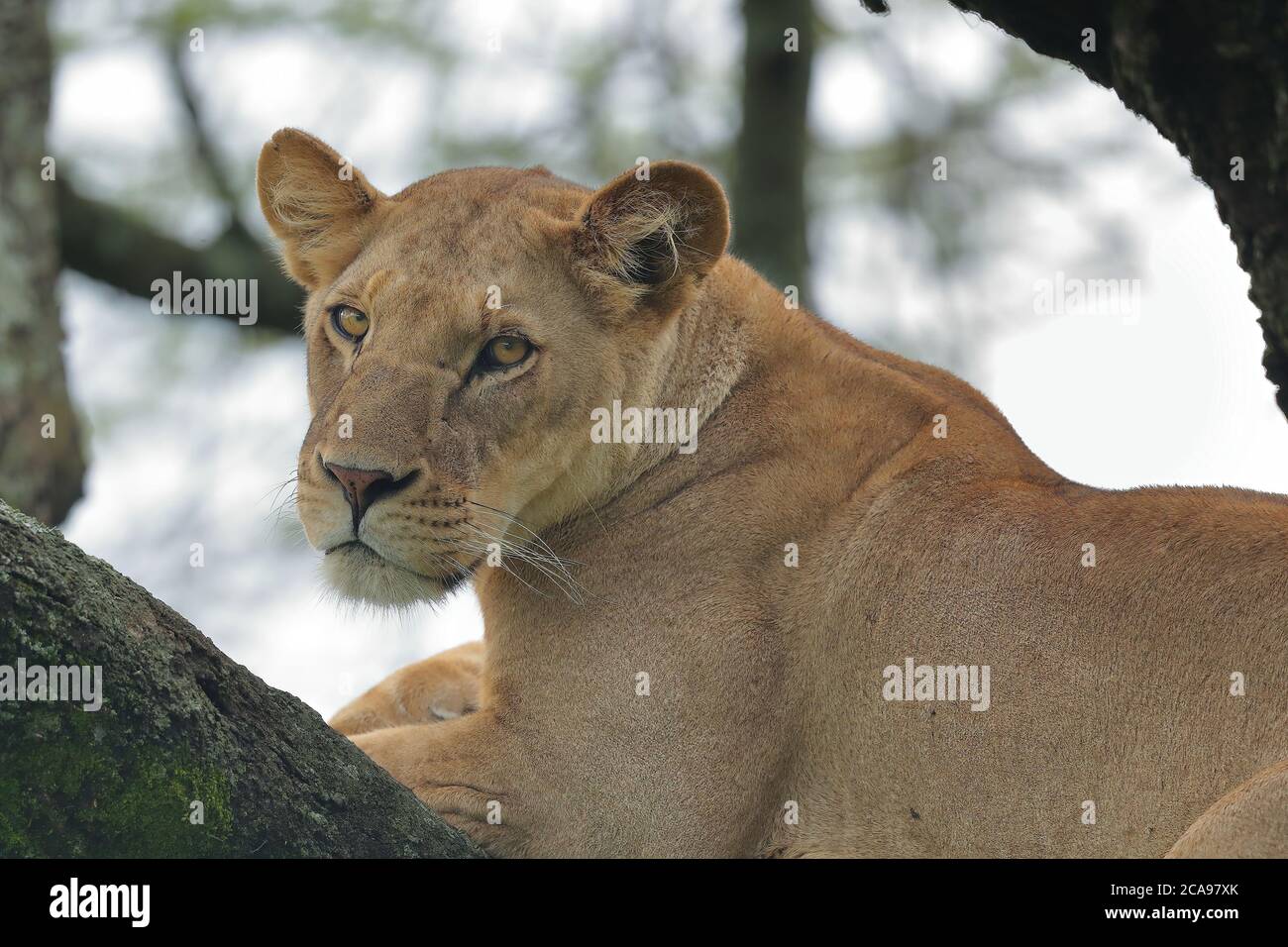 Lion family tree tanzania hi-res stock photography and images - Alamy