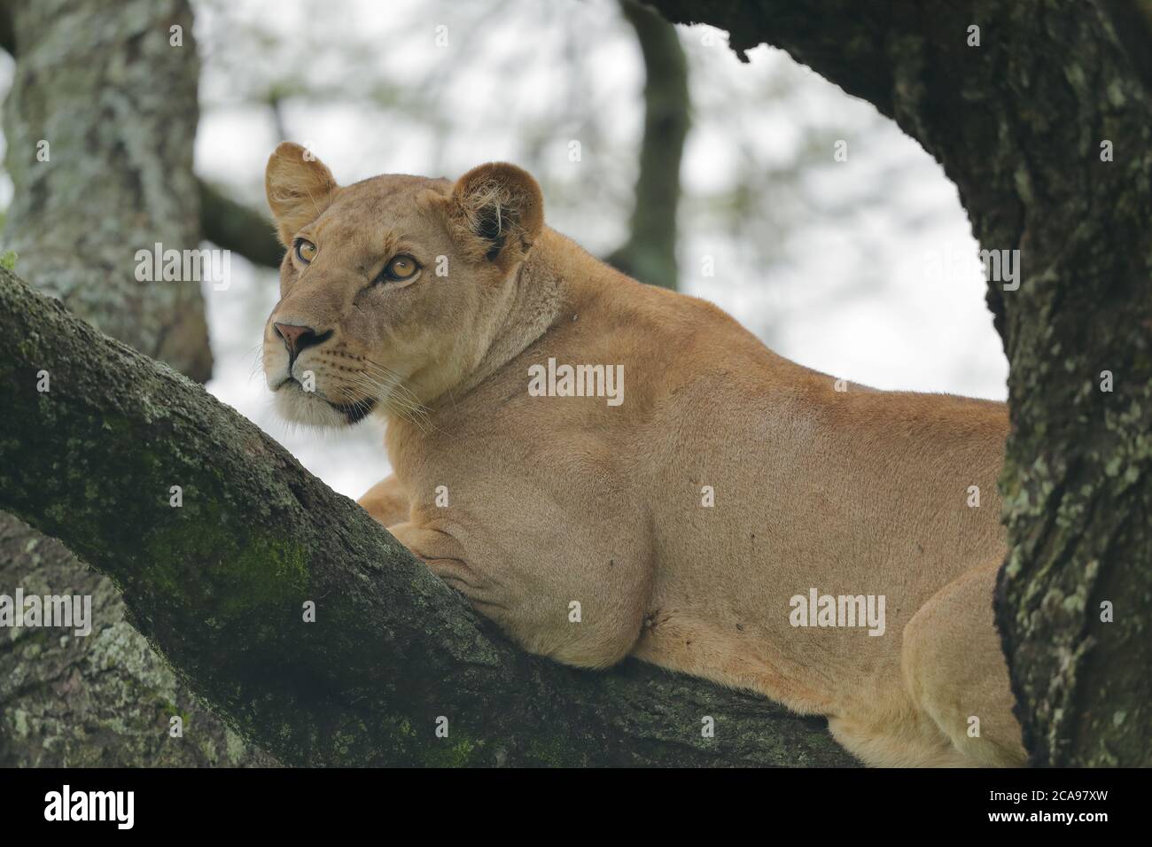 The lion is a species in the family Felidae and a member of the genus ...