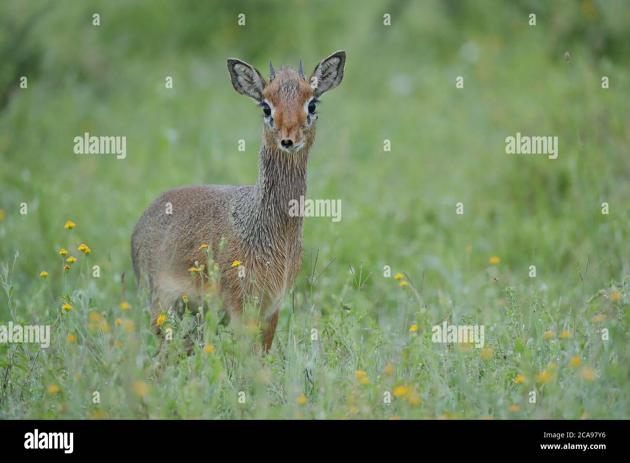 Kirk's dik-dik is a small antelope native to Eastern Africa and one of ...