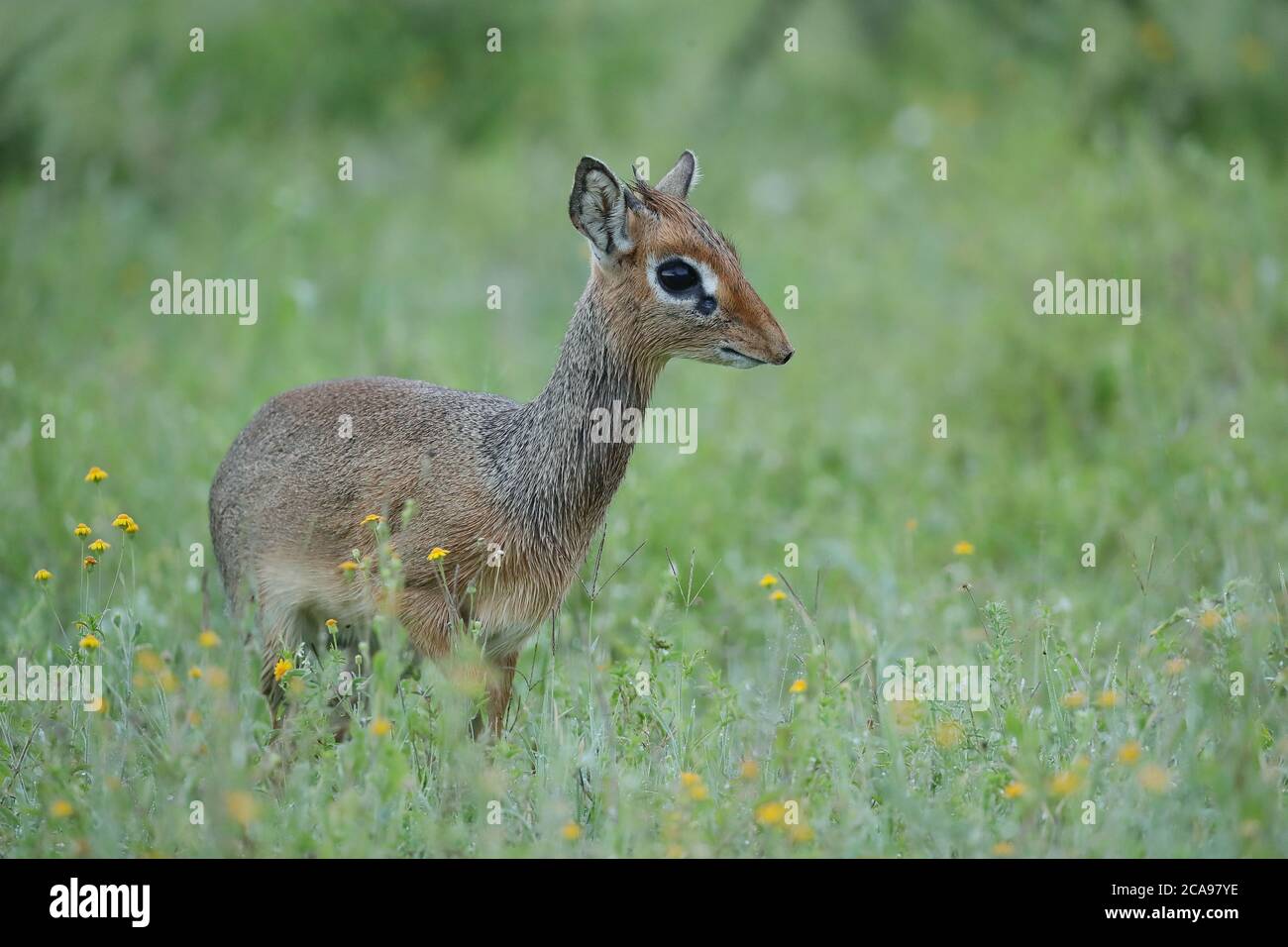Kirk's dik-dik is a small antelope native to Eastern Africa and one of ...