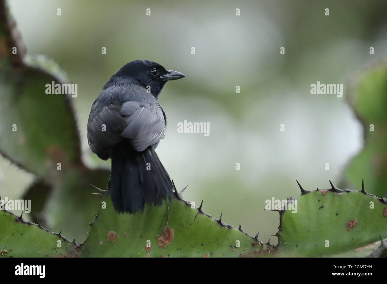 The slate-colored boubou or slate-coloured boubou is a species of bird ...