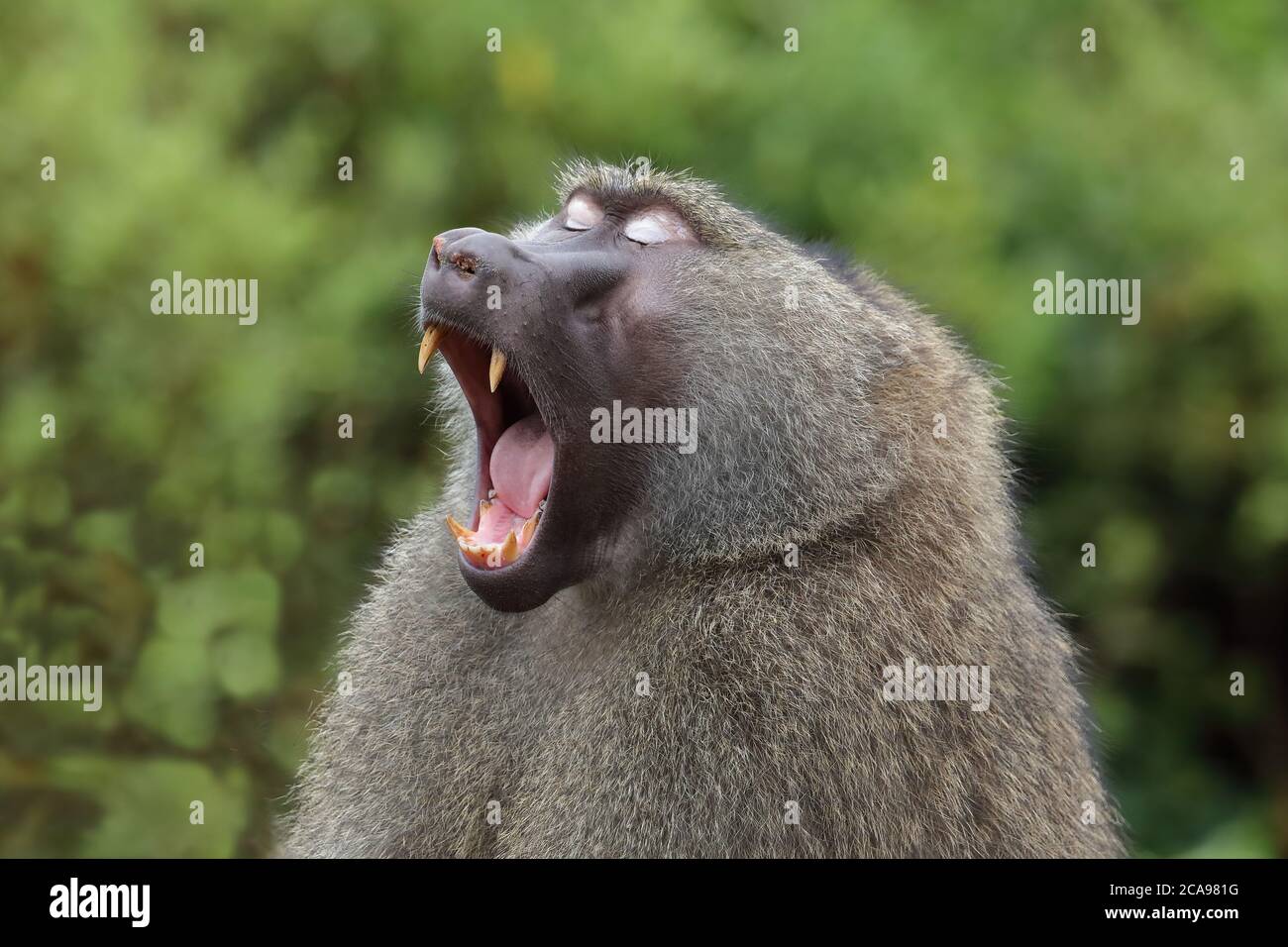 The olive baboon, also called the Anubis baboon, is a member of the ...