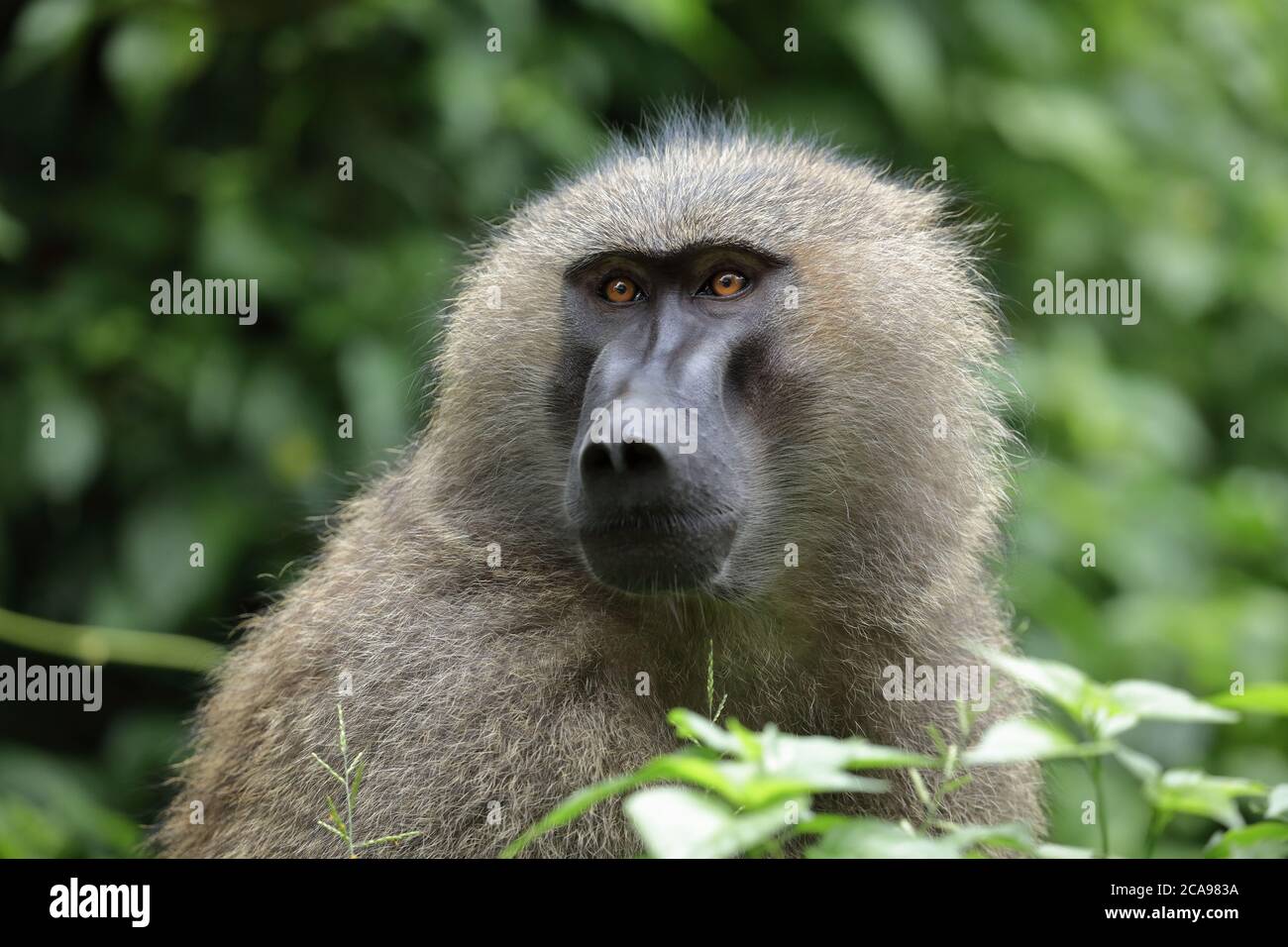 The olive baboon, also called the Anubis baboon, is a member of the ...