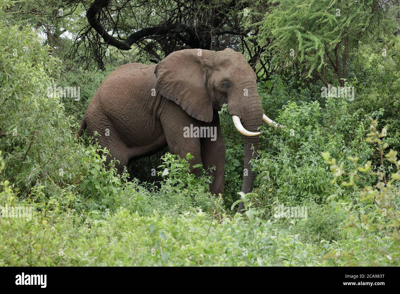 The African bush elephant, also known as the African savanna elephant ...