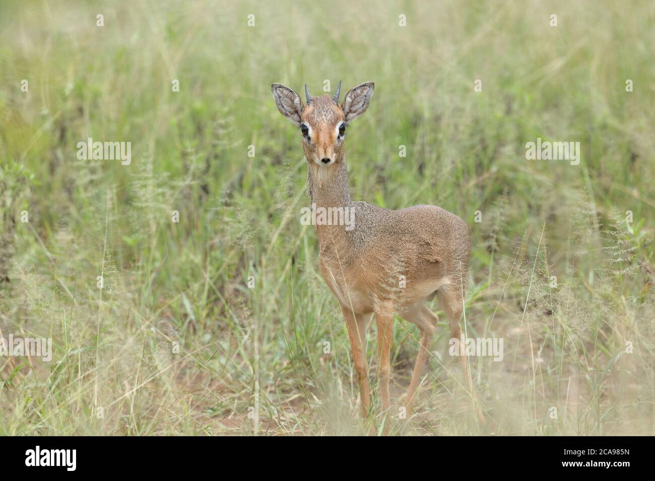 Kirk's dik-dik is a small antelope native to Eastern Africa and one of ...