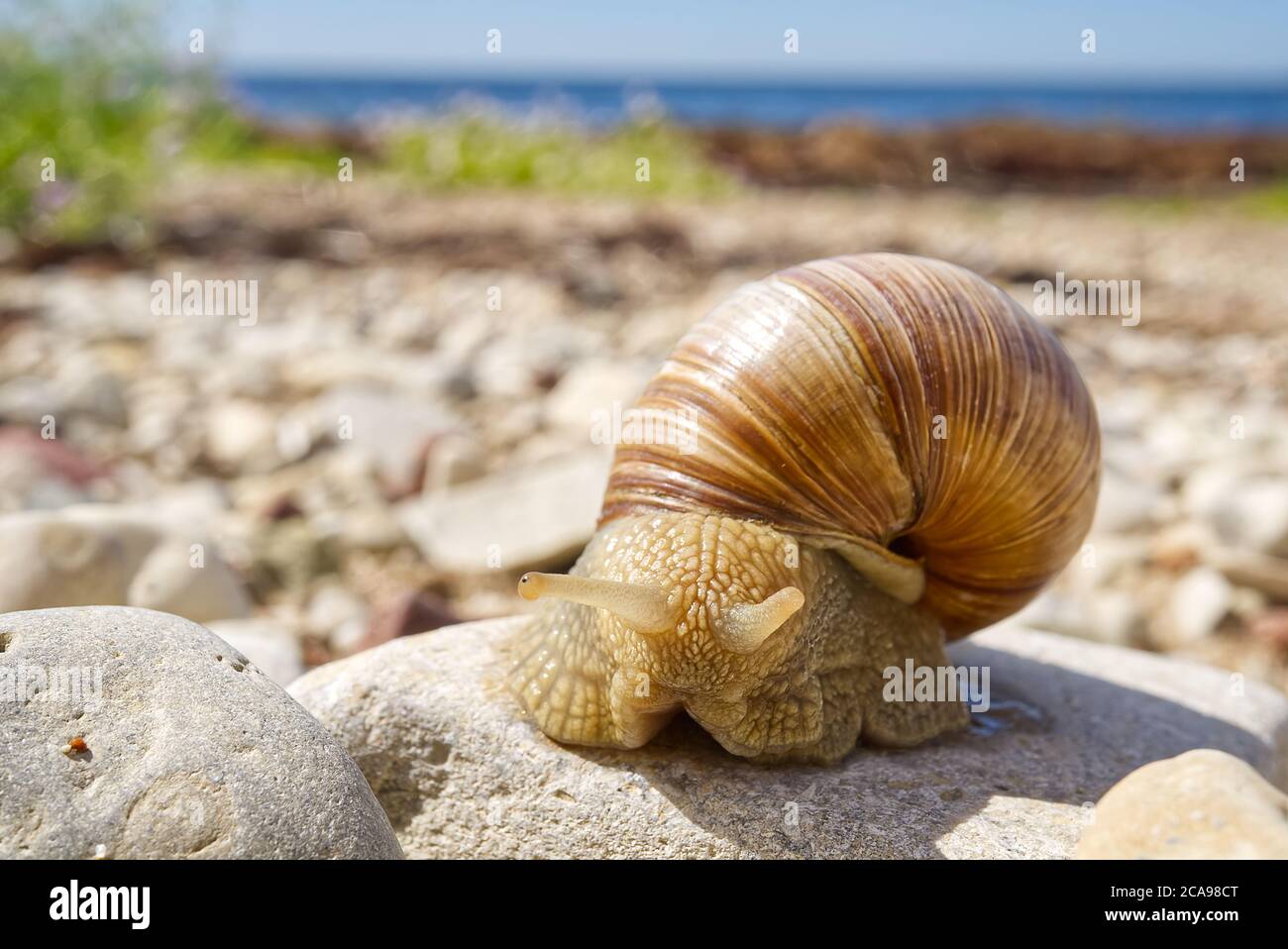 White snail close up on the rocky shore of the baltic sea. Lymnaea ...