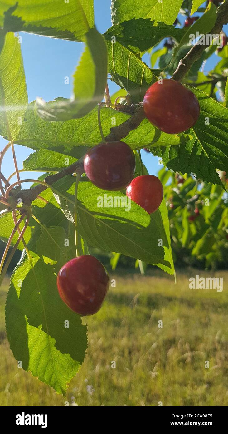 June berry tree hi-res stock photography and images - Alamy