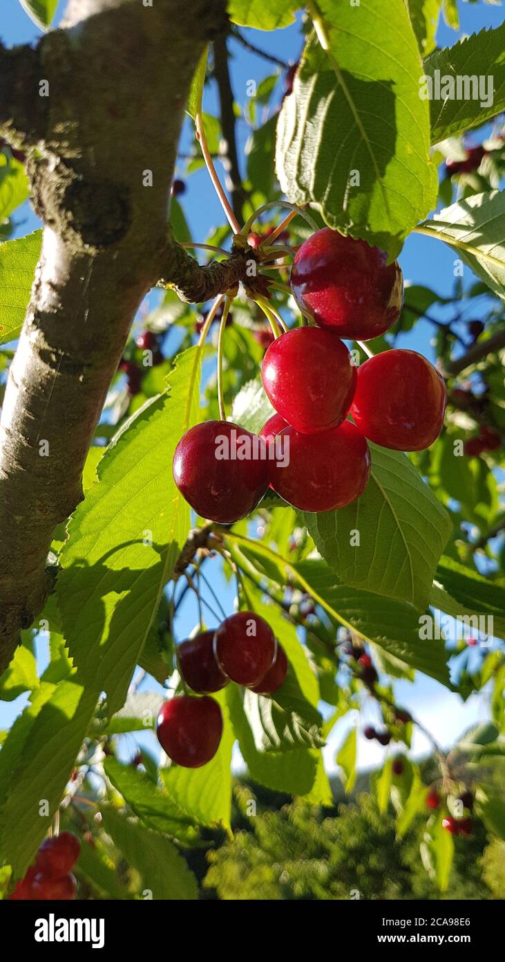 June berry tree hi-res stock photography and images - Alamy