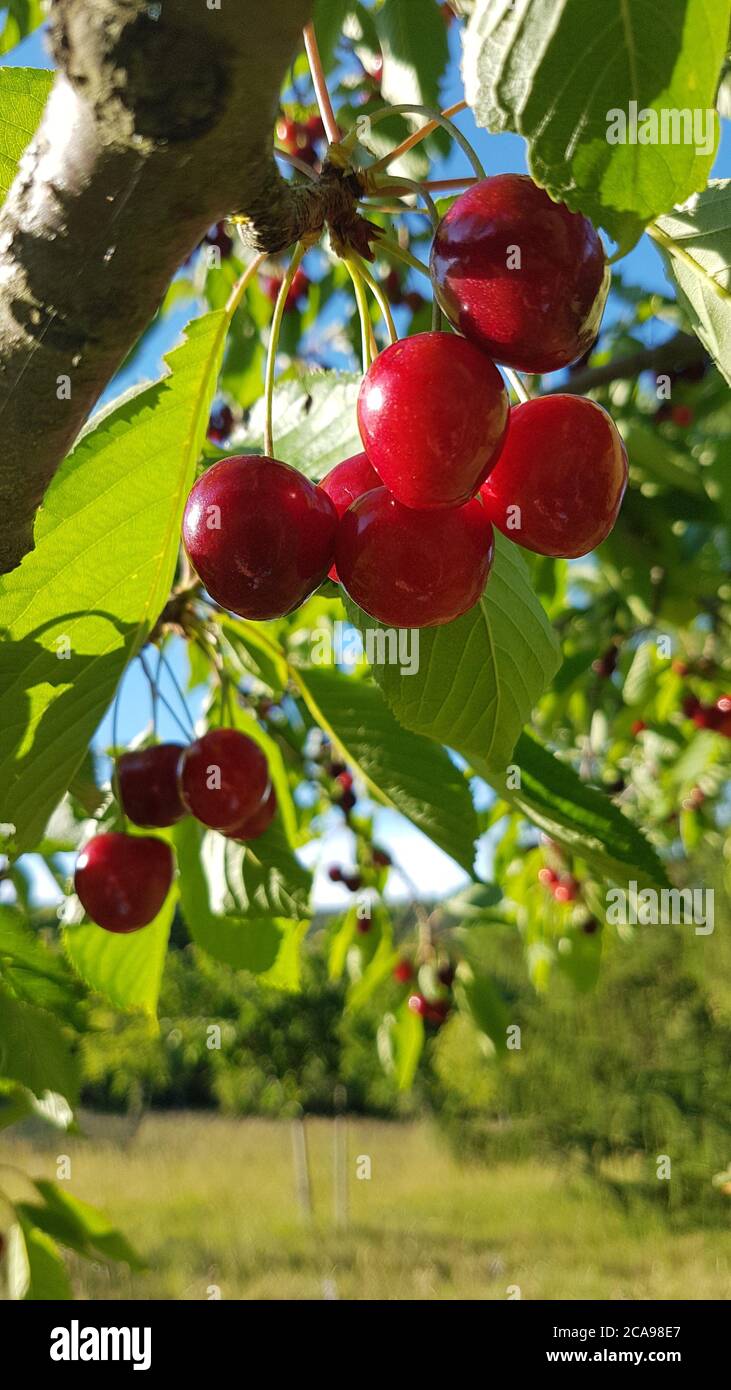 June berry tree hi-res stock photography and images - Alamy