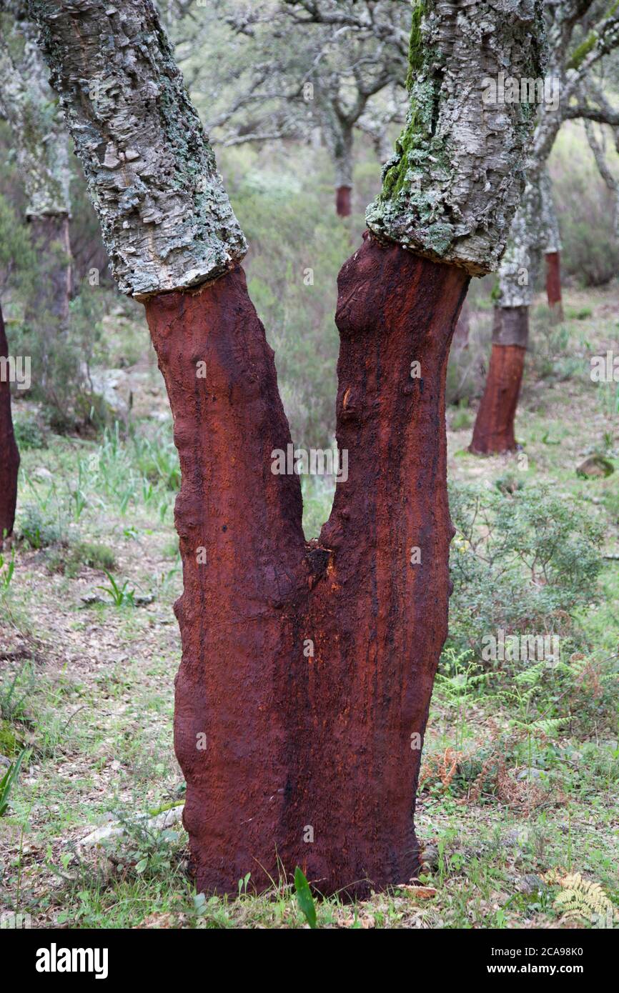 Cork oak trees in the woods of the Parque Natural Los Alcornocales near ...