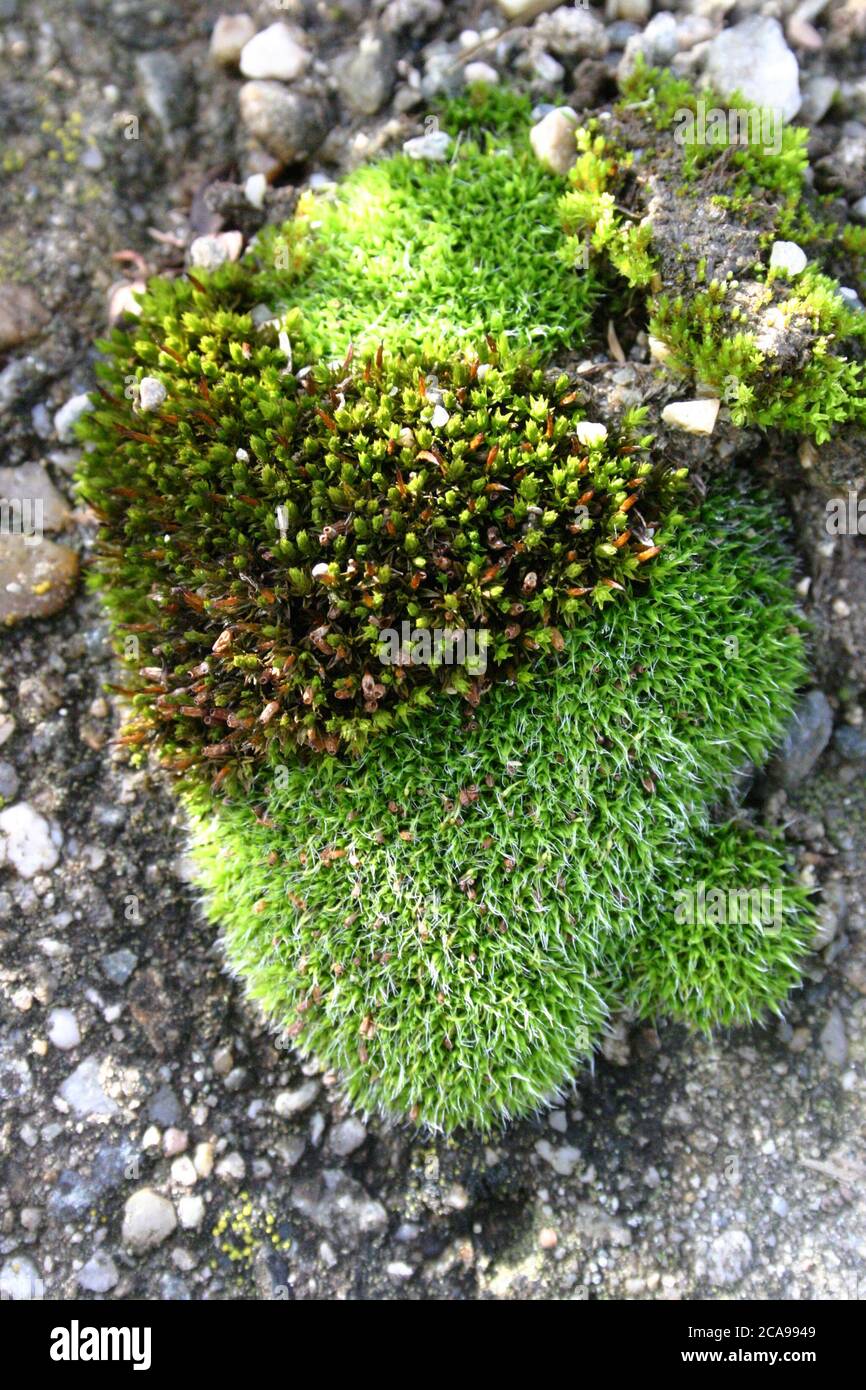 Close-up of a clump of moss Stock Photo - Alamy