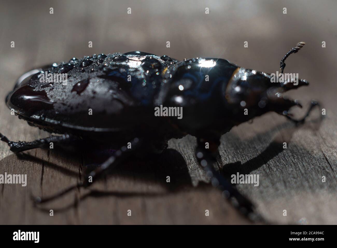 closeup of a large brown beetle with horns, on a wooden background, in ...