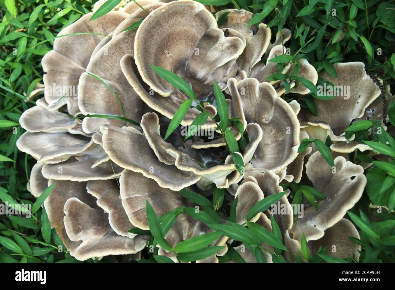 Black staining polypore hi-res stock photography and images - Alamy