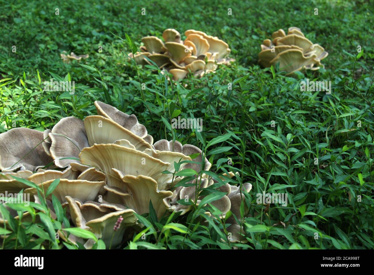Black-staining polypore fungus growing on the ground Stock Photo - Alamy