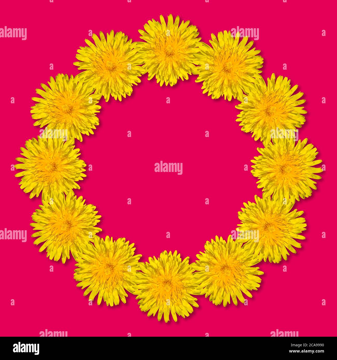 Yellow flowers arranged in a round frame isolated on bright pink ...
