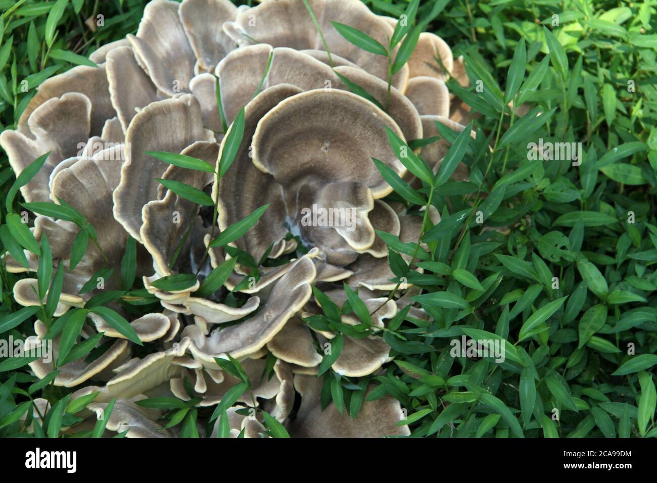 Black staining polypore hi-res stock photography and images - Alamy