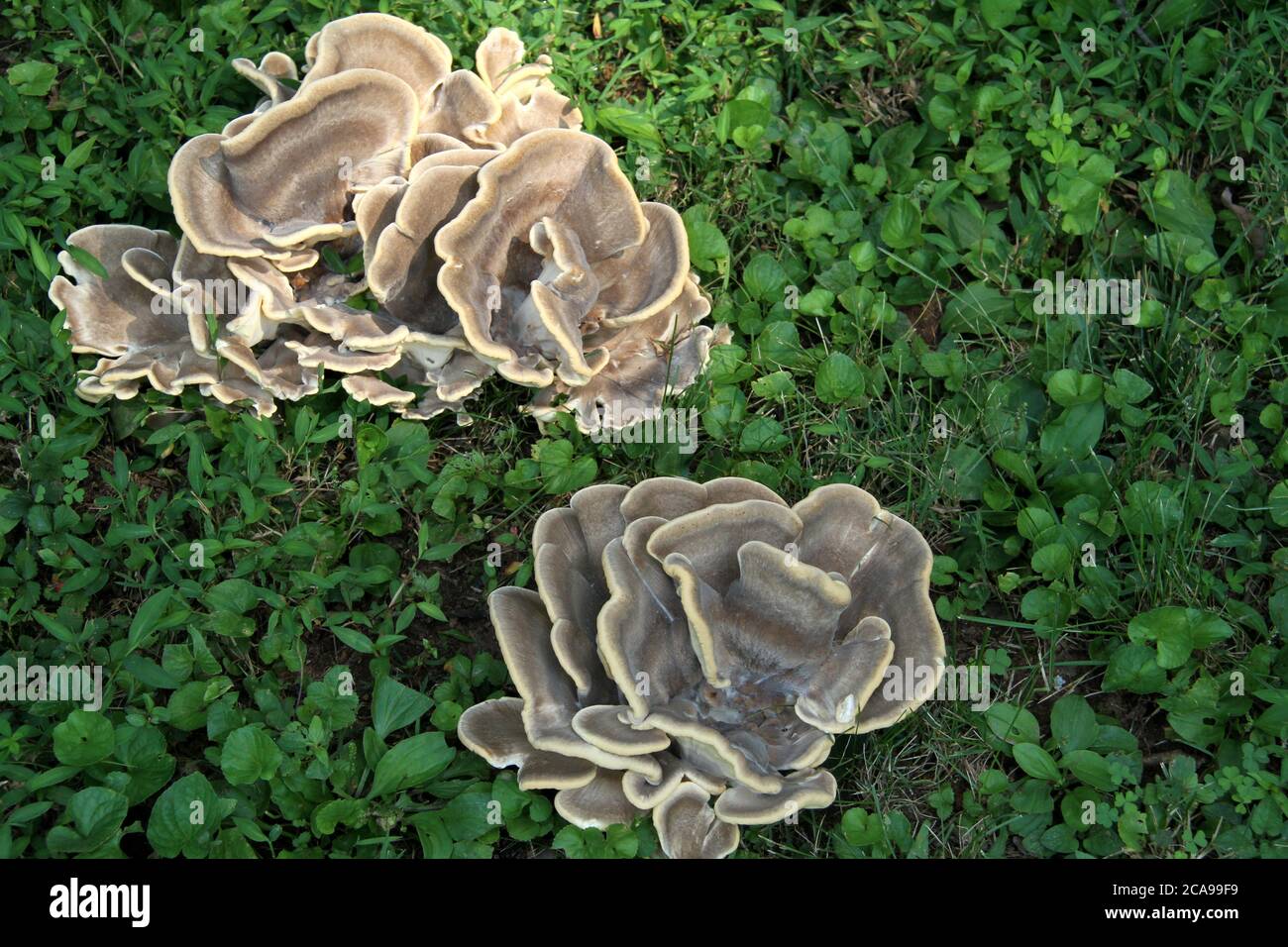 Black-staining polypore fungus growing on the ground Stock Photo - Alamy