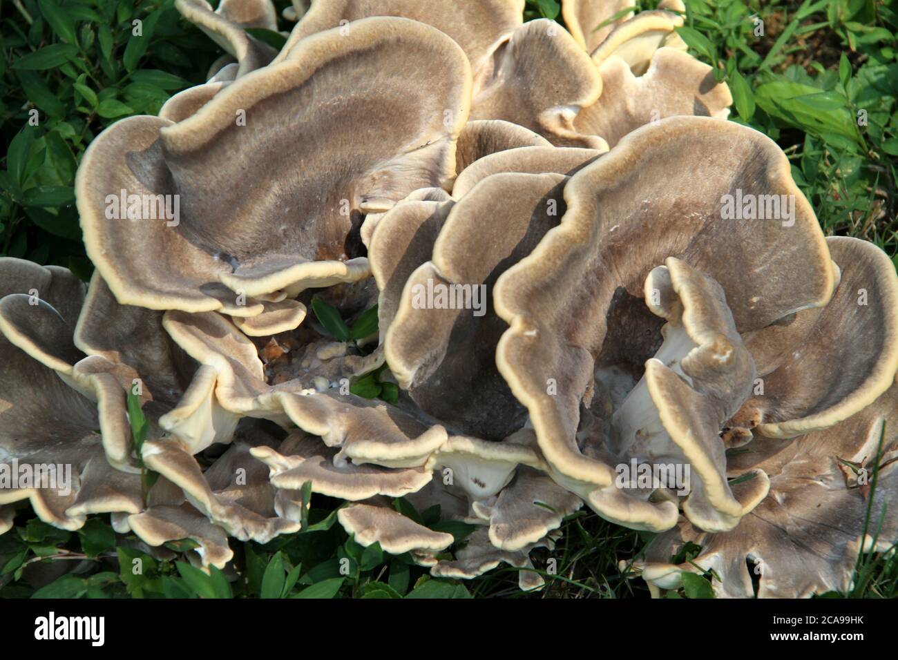 Black-staining polypore fungus growing on the ground Stock Photo - Alamy