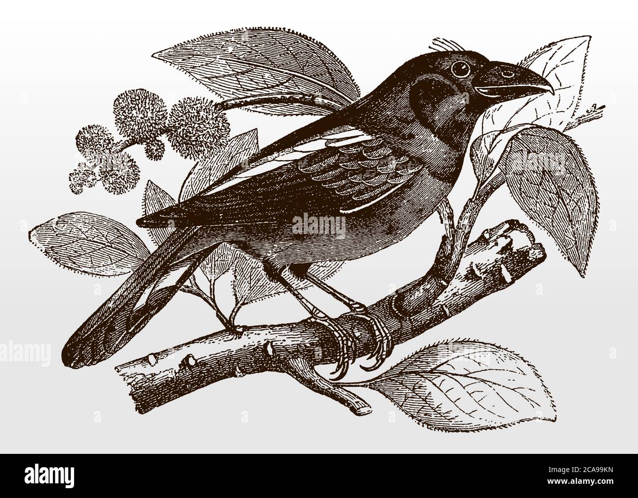 Banded broadbill, eurylaimus javanicus in side view sitting on a branch ...