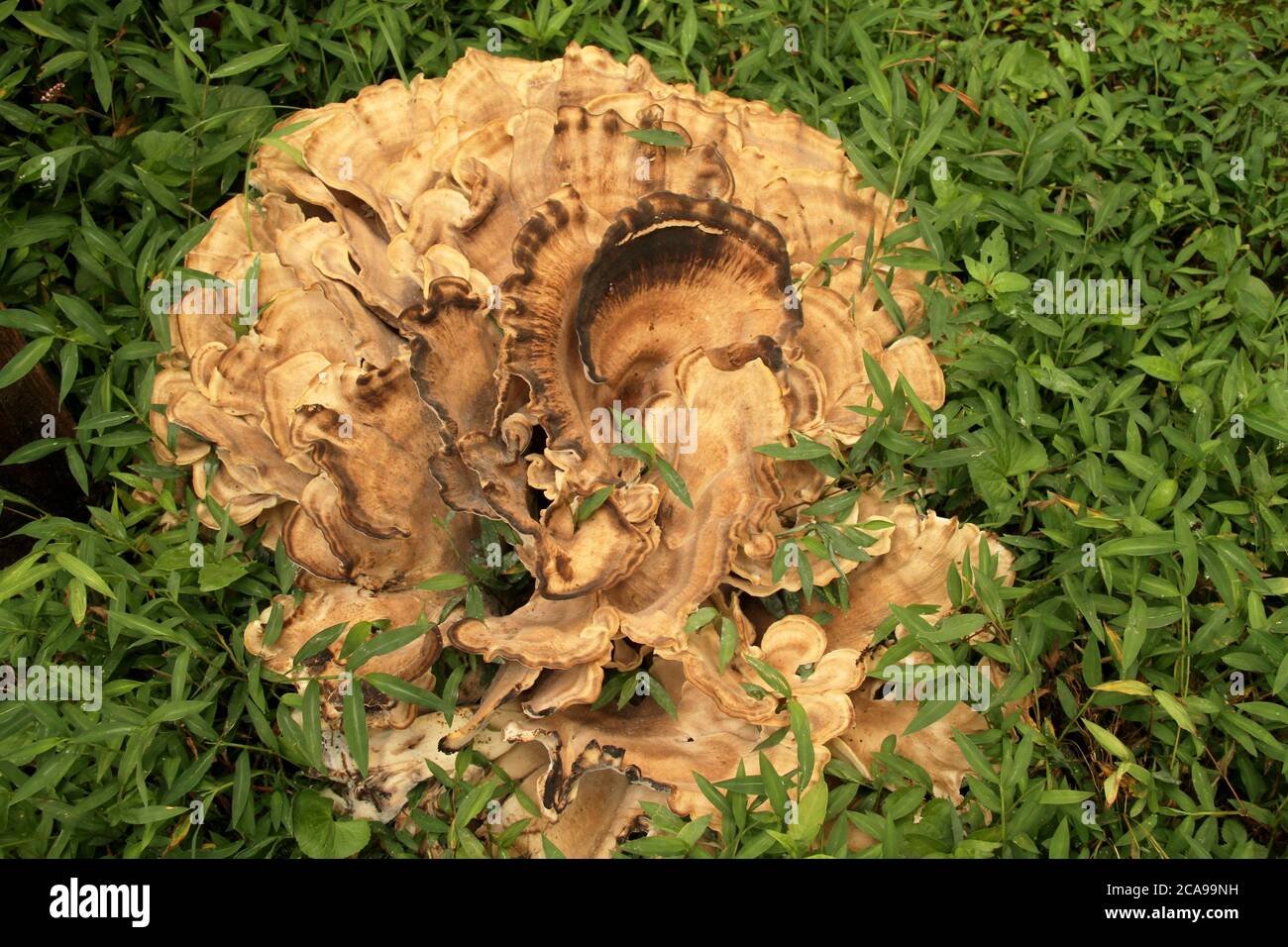 Dry rot fungus hi-res stock photography and images - Alamy