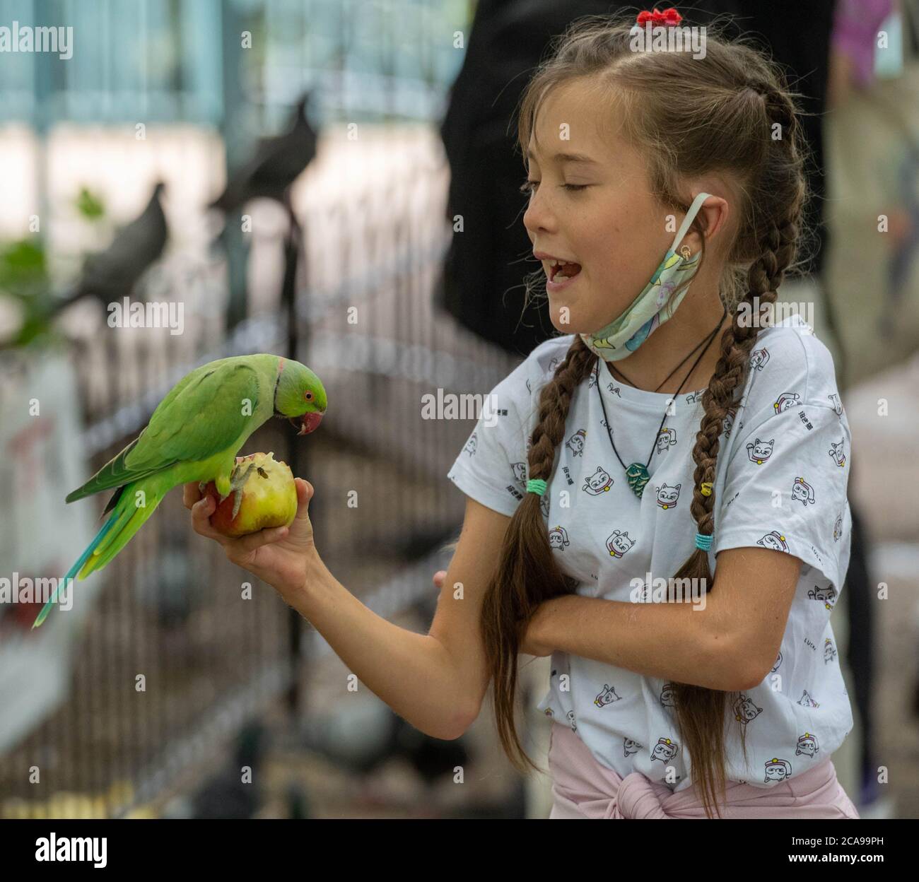 London, UK. 5th Aug, 2020. Weather: Feral parakeets (Psittacula krameri ...