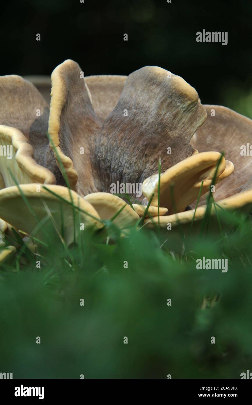 Black-staining polypore fungus growing on the ground Stock Photo - Alamy
