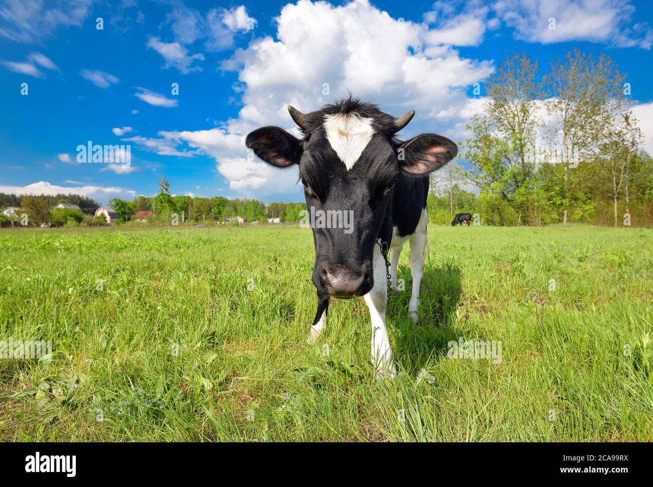 Big snout hi-res stock photography and images - Alamy