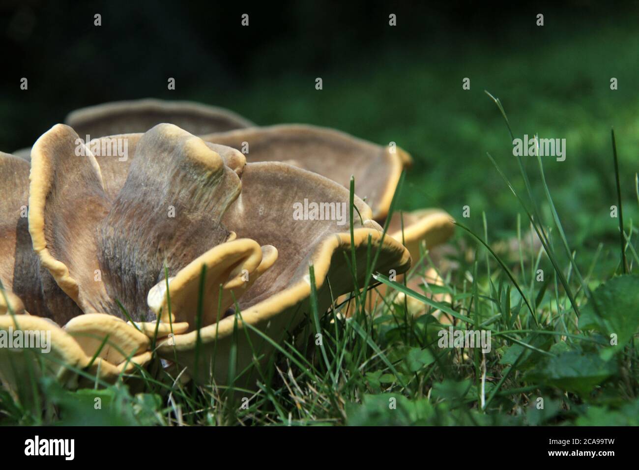 Black-staining polypore fungus growing on the ground Stock Photo - Alamy